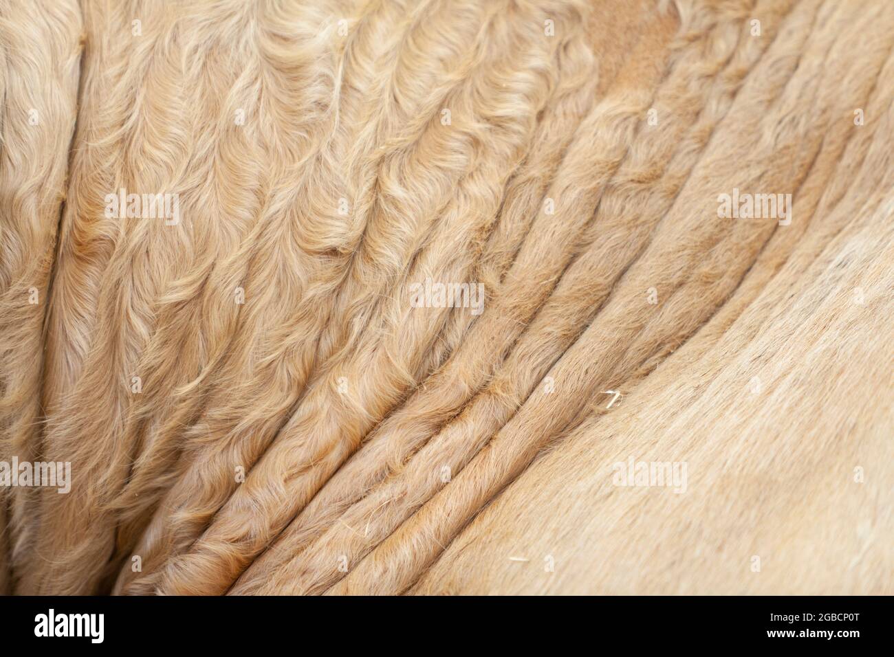 Charolais bull (BOS PRIMIGENIUS TAURUS) close-up close portrait Stock ...