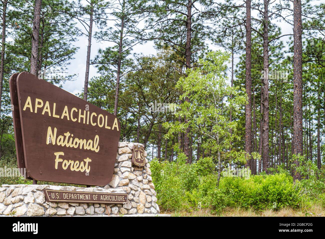 Apalachicola National Forest