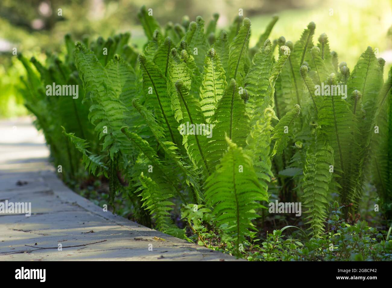 Plitvice lakes national park family hi-res stock photography and images ...