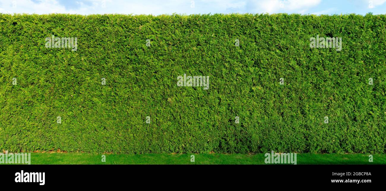 Thuja tree fence. Smooth high living fence. Thuja background for a ...