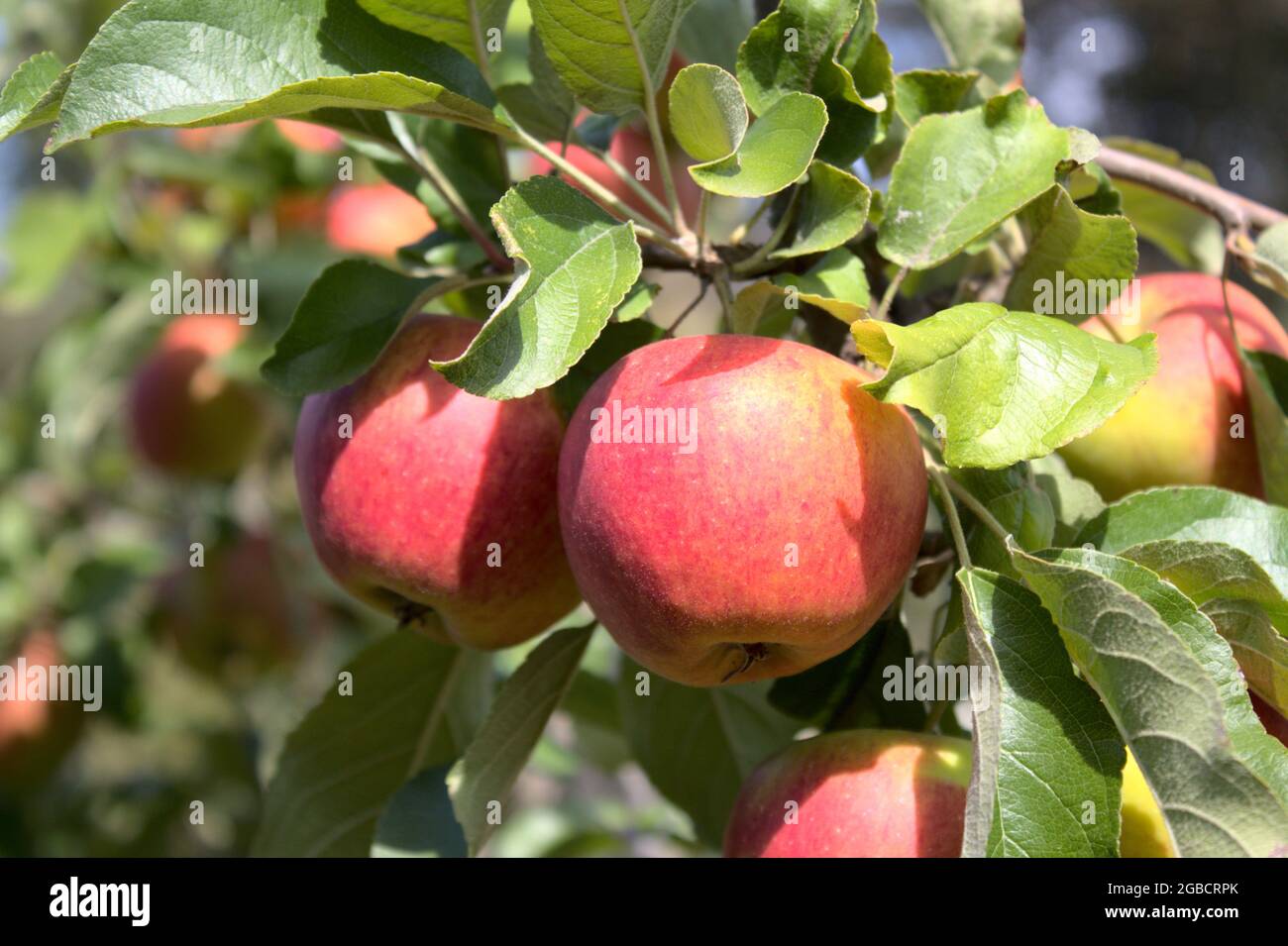 red apples after the rain Stock Photo - Alamy