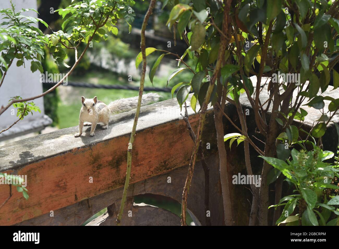 Cute squirrel animal natural face. squirrel Stock Photo - Alamy