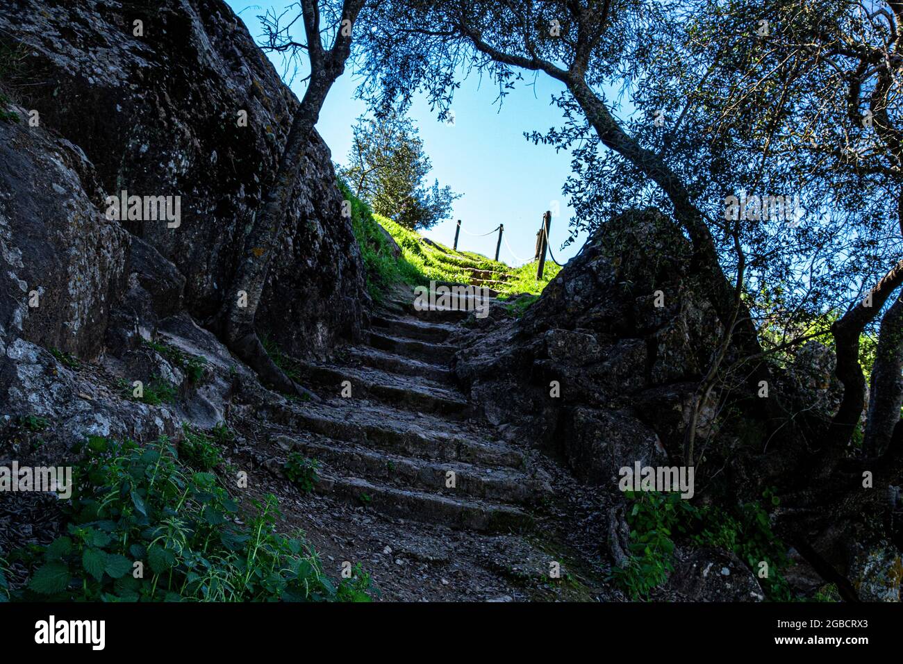 Path in the form of a stone staircase that advances between trees and ...