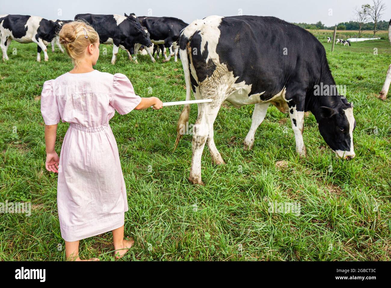 Indiana Shipshewana,Amish Farm Tour,girl kid child corralling driving ...