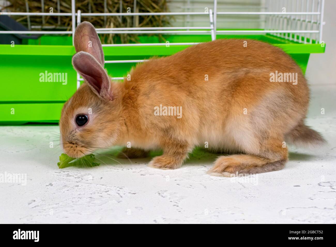Ginger rabbit sits near the cage. A beautiful pet. Fluffy animal, fur ...