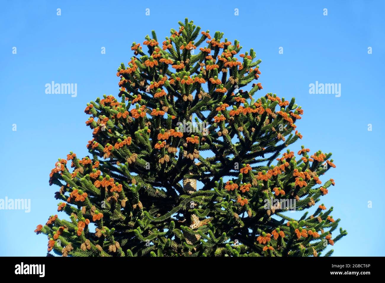 Monkey puzzle seed hi-res stock photography and images - Alamy