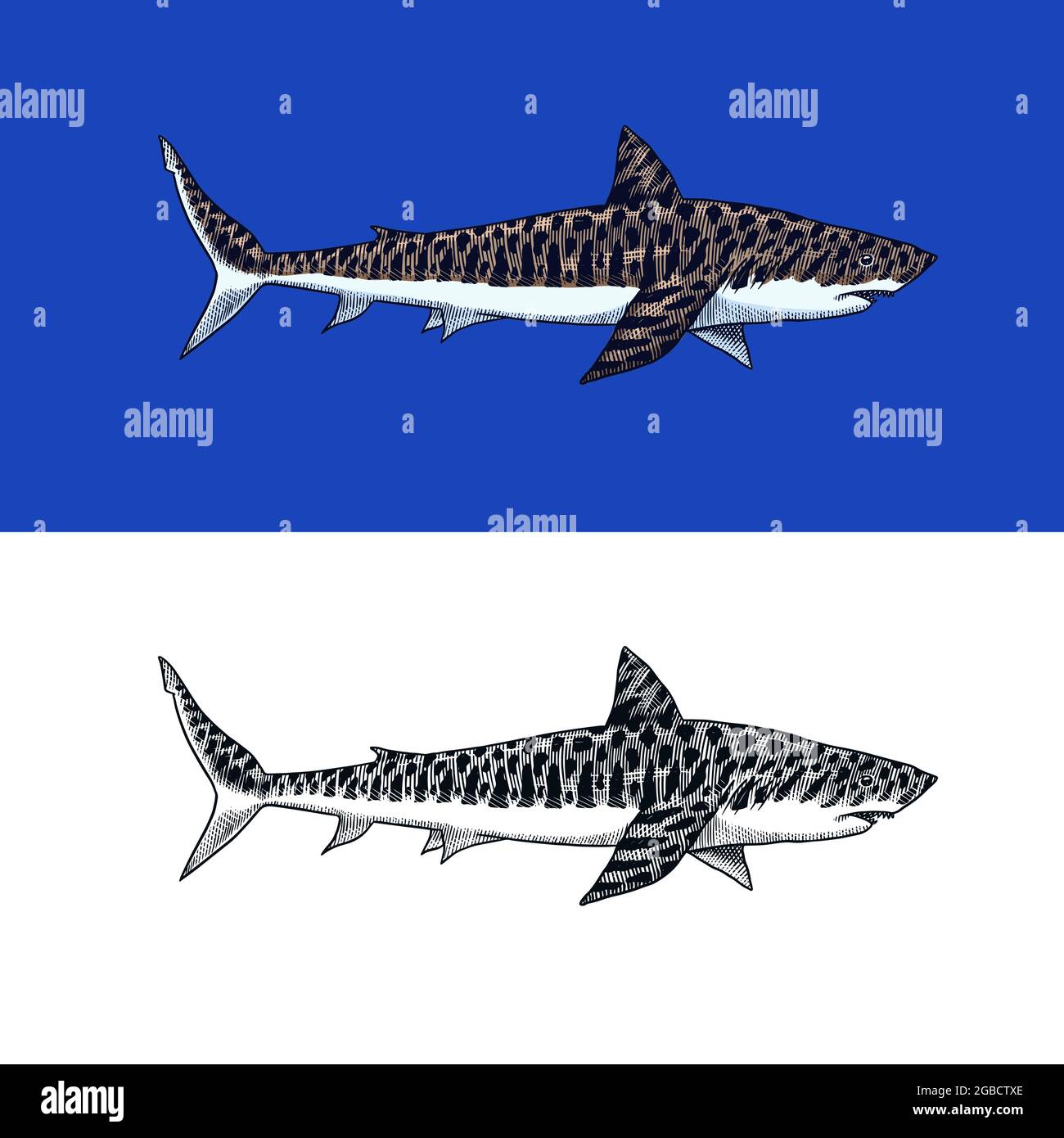 Tiger shark in black Stock Vector Images - Alamy