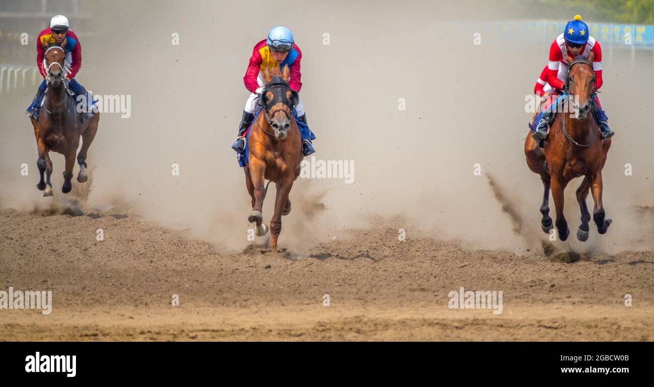 Sunny day at the hippodrome. Four horses are running at full speed and ...