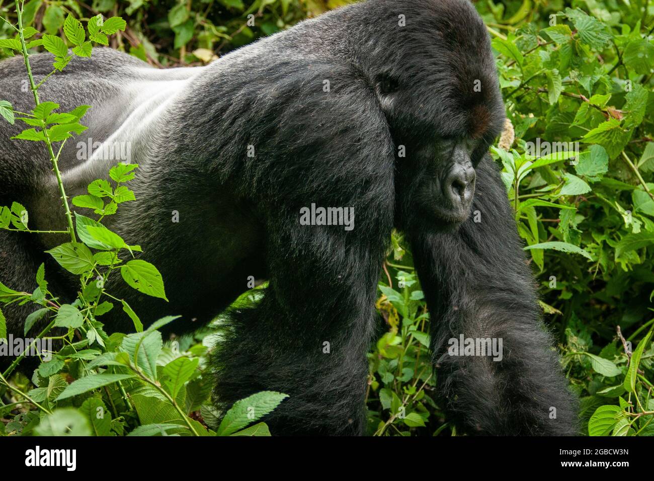 male gorilla silverback family leader Stock Photo - Alamy