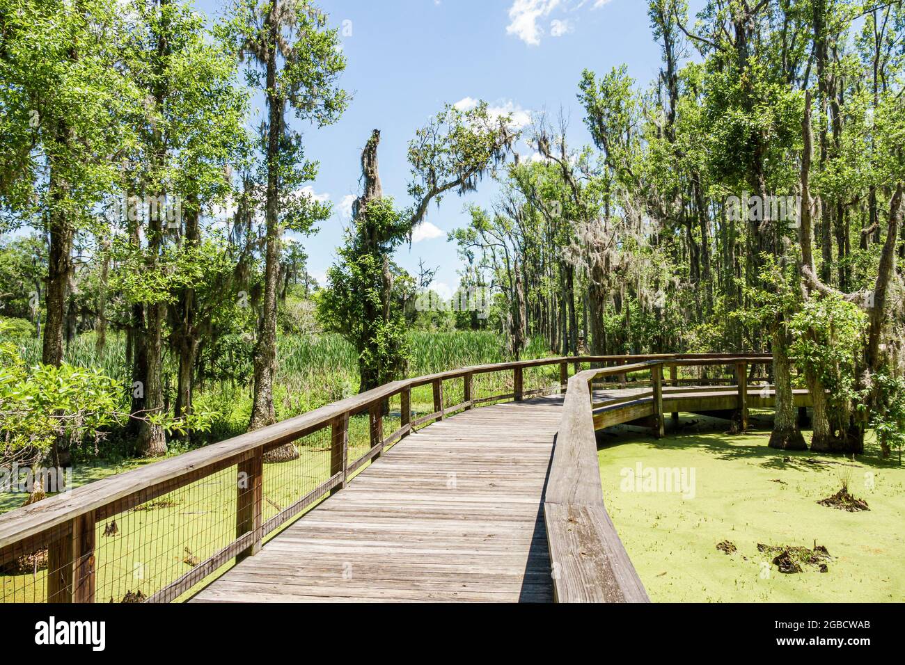 Audubon swamp garden nature boardwalk scenery hi-res stock photography ...