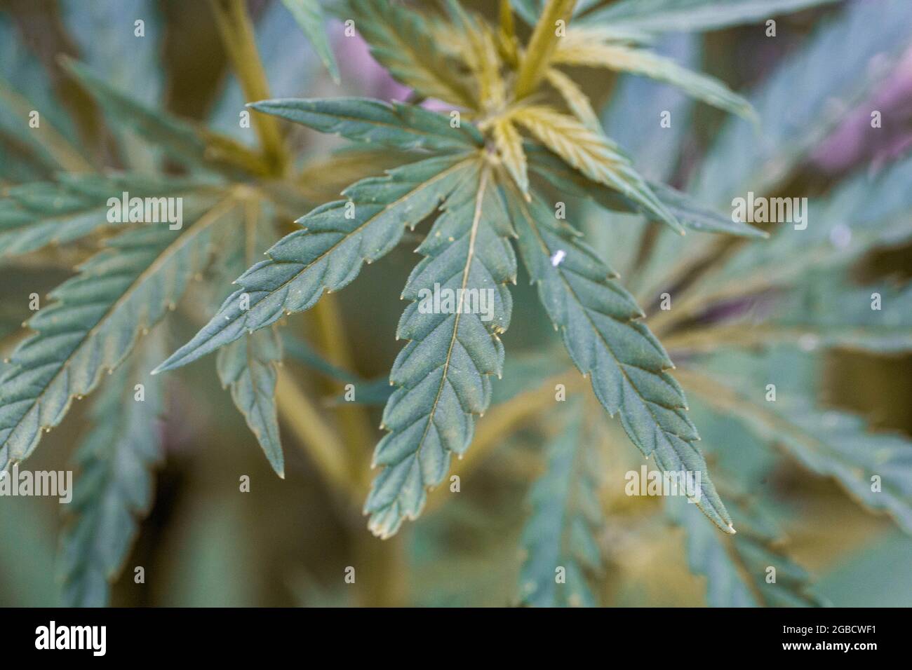 Green leaves of legal medical marijuana. Approved medicinal hemp ...