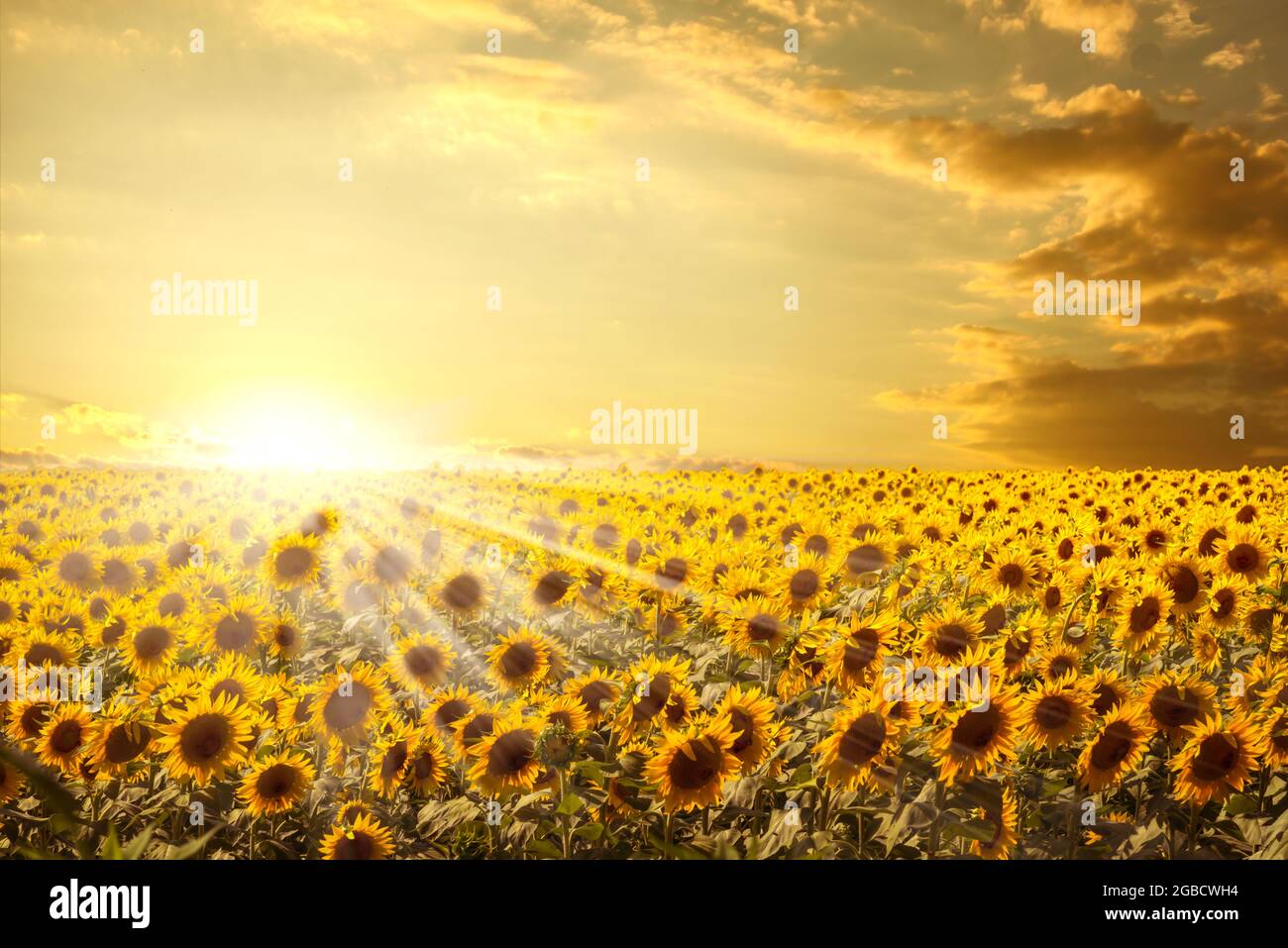 Field Of Yellow Flowers Sunset