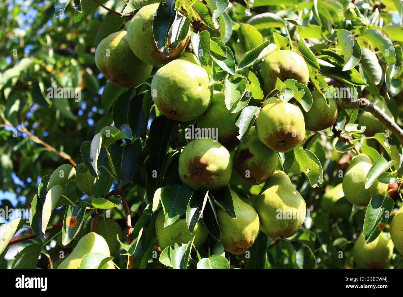 williams Christ pears in the garden Stock Photo - Alamy