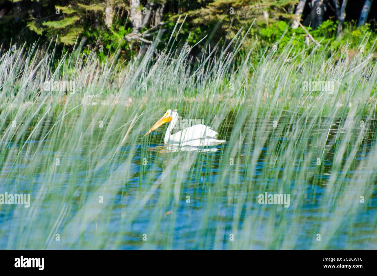 Pelican at Child's Lake in Duck Mountain Provincial Park, Manitoba ...