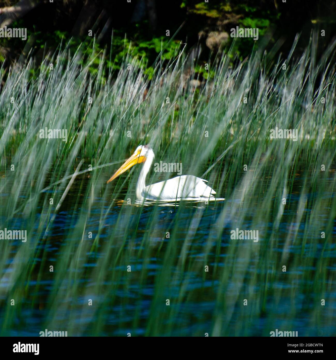 Pelican at Child's Lake in Duck Mountain Provincial Park, Manitoba ...