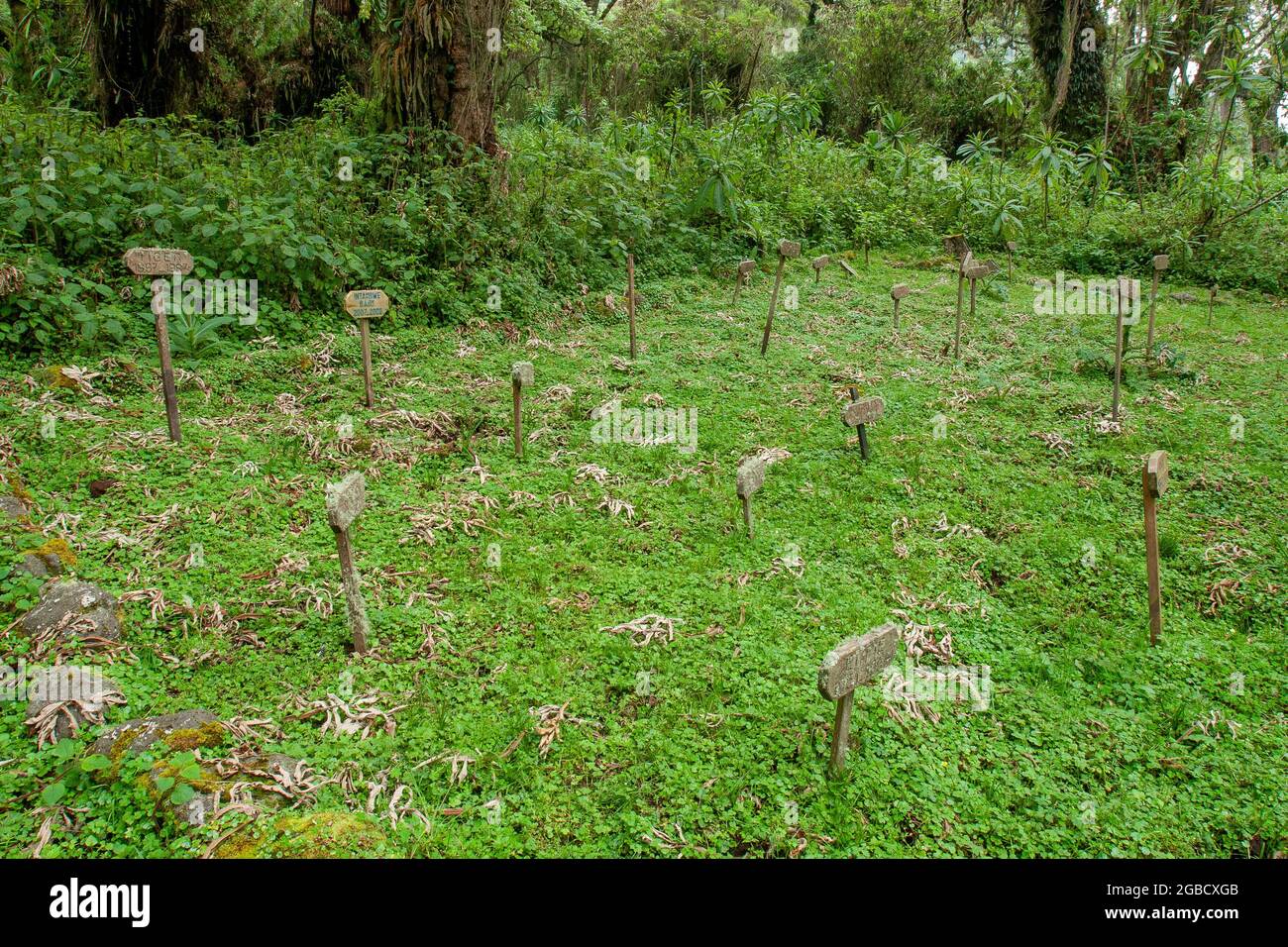 Rwanda - Volcanoes National park - august 2008 - Dian Fossey's grave ...