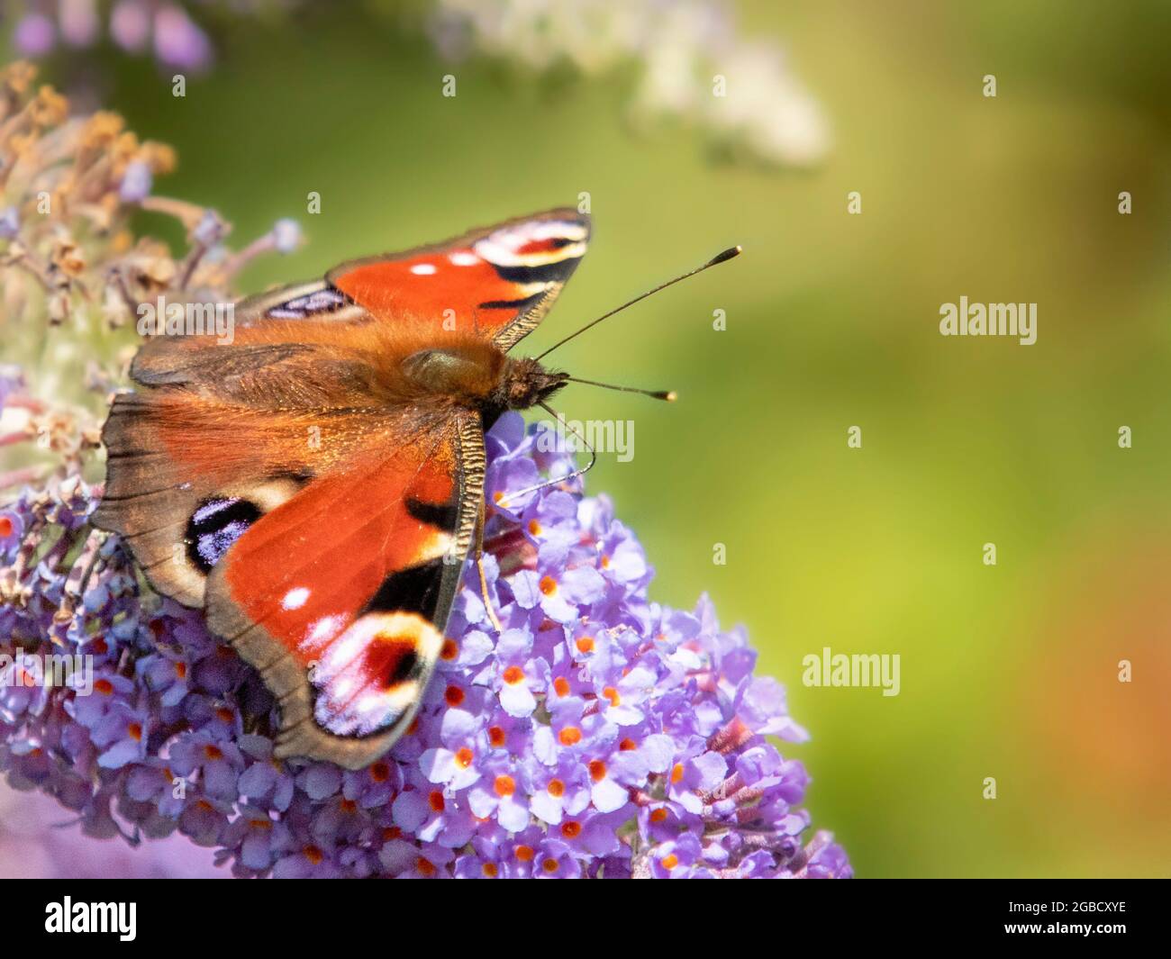 Peacock Butterfly, Aglais io, colourful insects in a British Garden ...