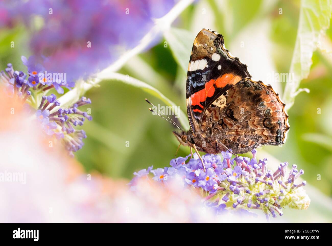 Red Admiral Butterfly perched on a Buddleja in a British Garden, summer ...