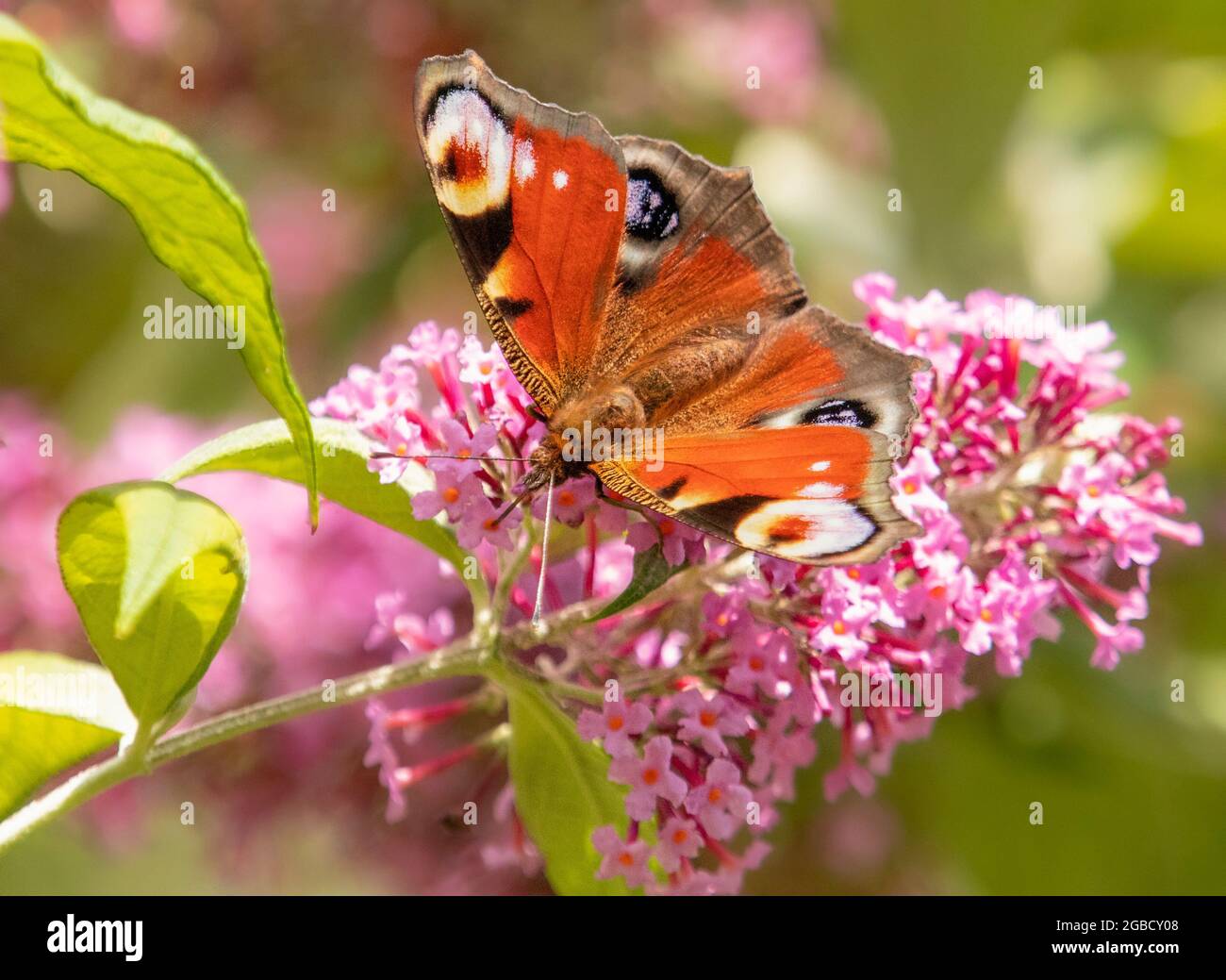 Peacock Butterfly, Aglais io, colourful insects in a British Garden ...