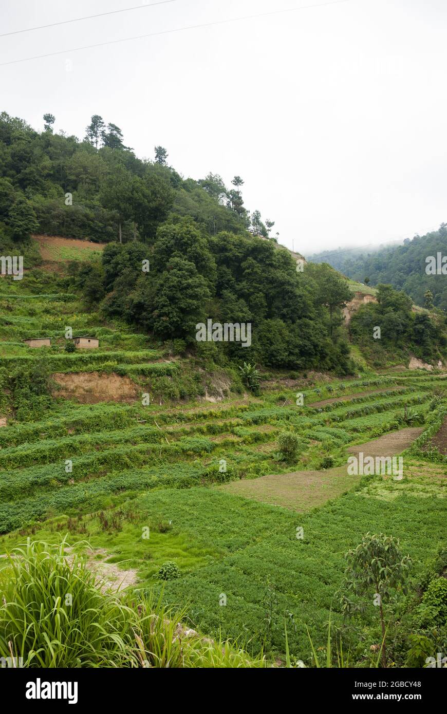 Fields of cultivation in rural area of Guatemala Stock Photo - Alamy
