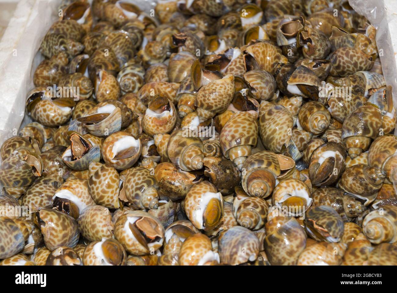Chinese snails hi-res stock photography and images - Alamy