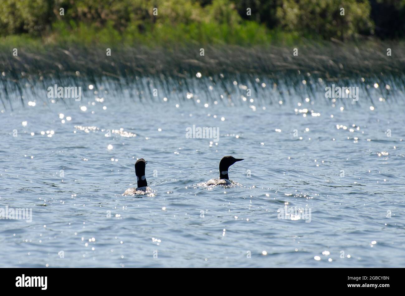 Provincial bird of manitoba hi-res stock photography and images - Alamy