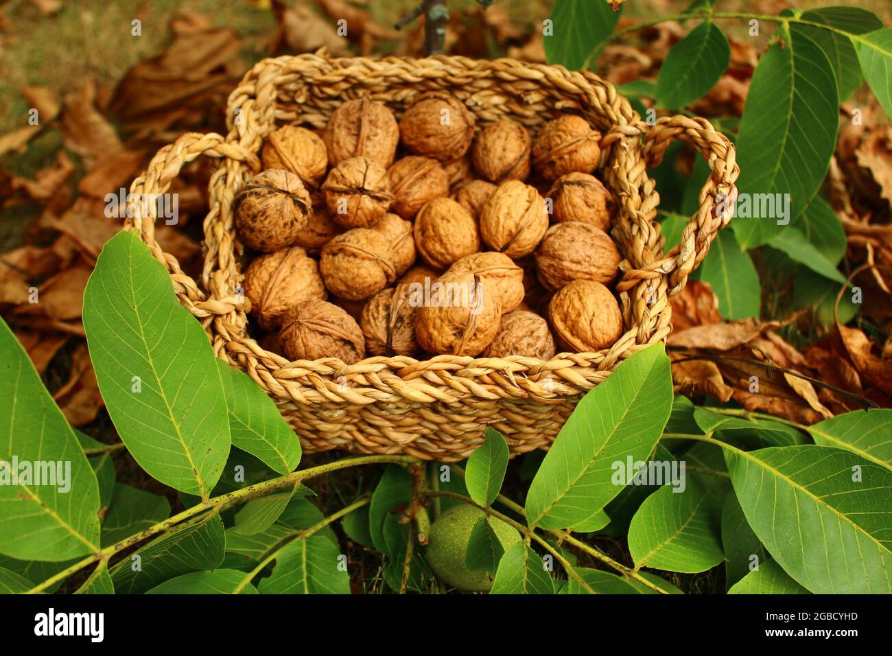 Walnuts in a basket in the garden hi-res stock photography and images ...