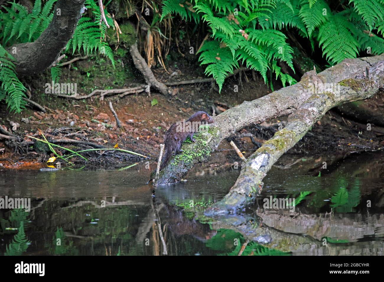 Mink images hi-res stock photography and images - Alamy