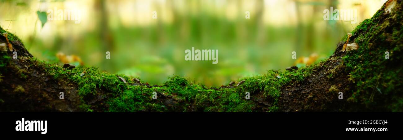 forest background a fallen tree overgrown with moss blurred background ...