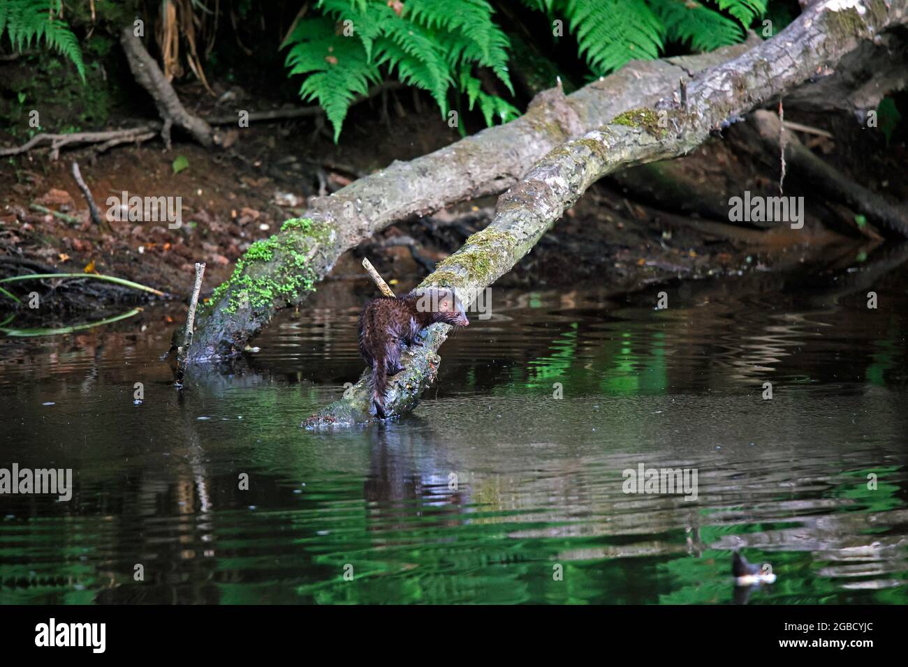 American mink fishing along the river bank Stock Photo - Alamy