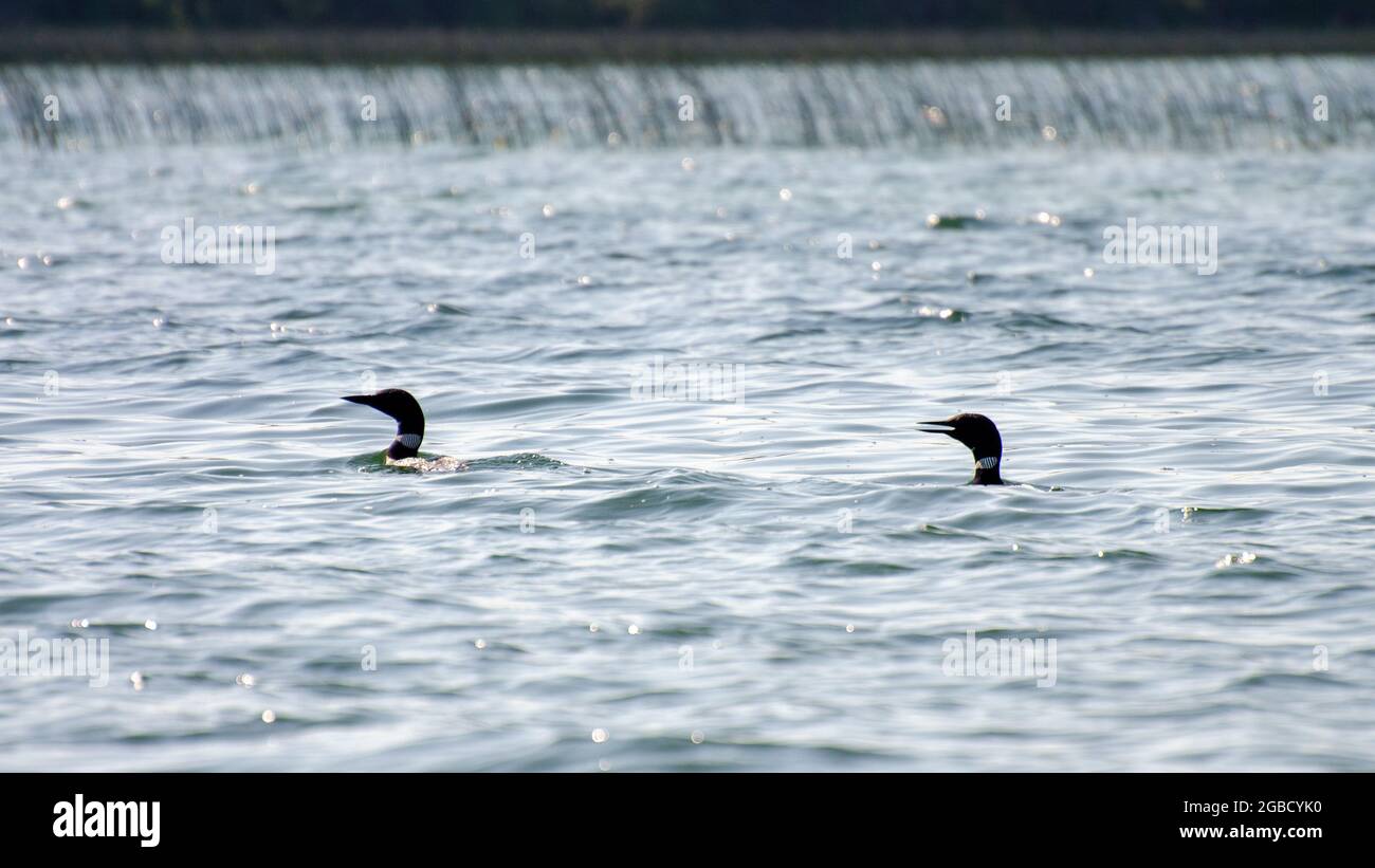 loons on child's lake in duck mountain provincial park, Manitoba ...