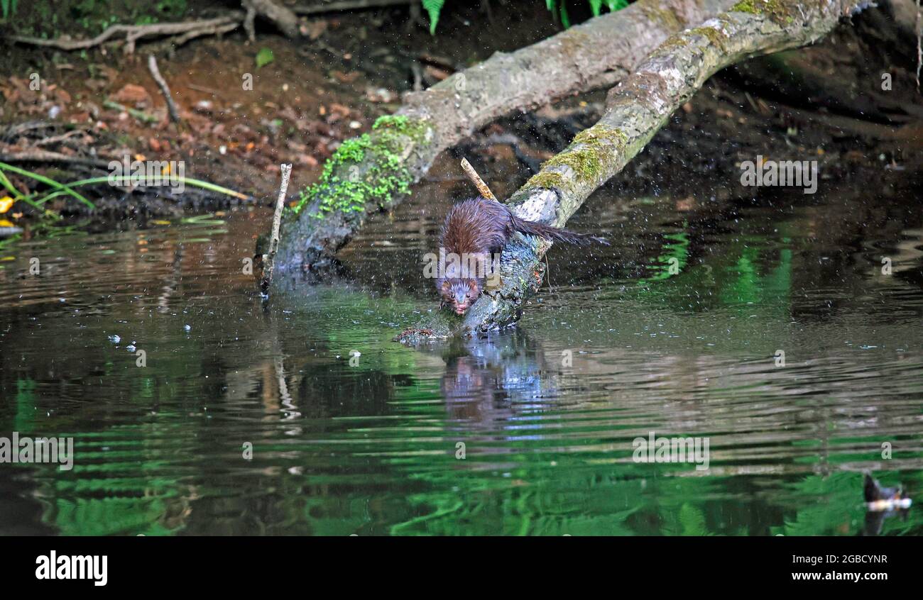 American mink fishing along the river bank Stock Photo - Alamy