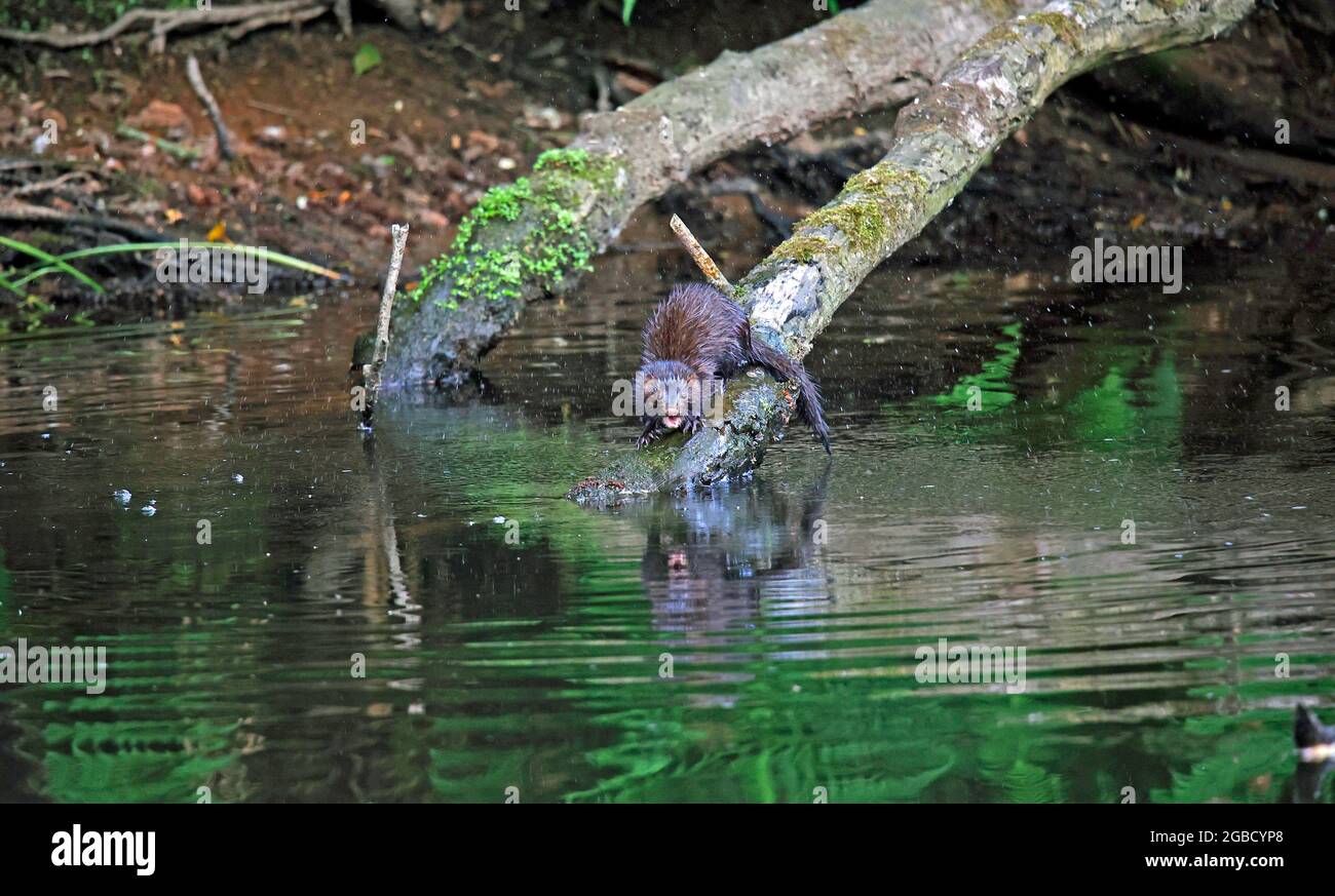 American mink fishing along the river bank Stock Photo - Alamy