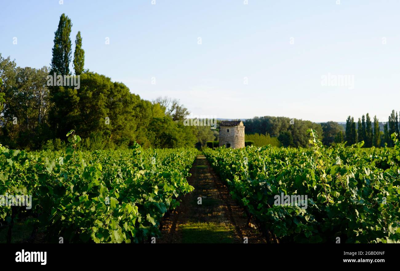 Vineyard and small stone tower, Gorders, Provence, France Stock Photo ...