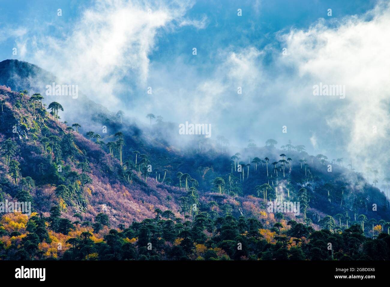 Conguillio National Park, Patagonia, Chile Stock Photo - Alamy