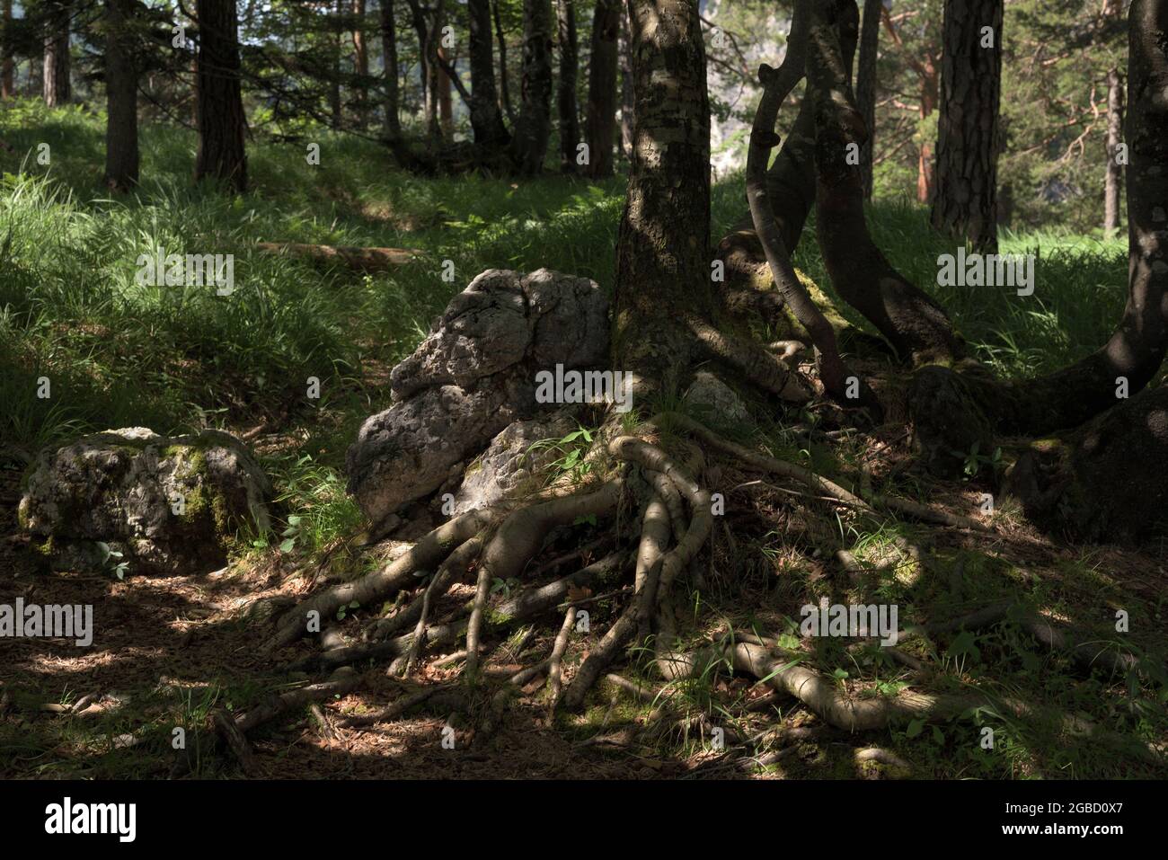 Crooked forest hi-res stock photography and images - Alamy