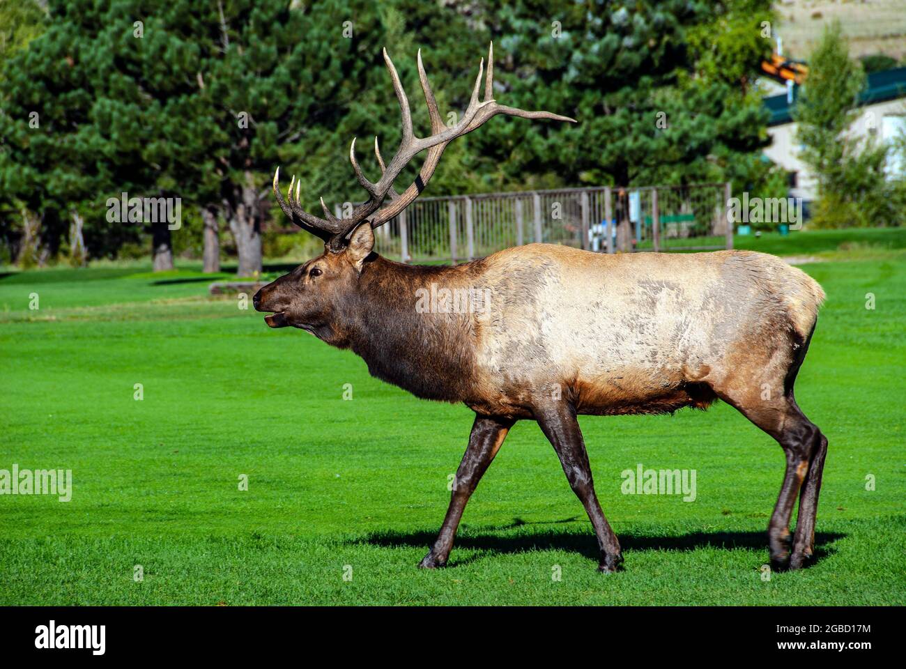 Bull elk on golf course hi-res stock photography and images - Alamy