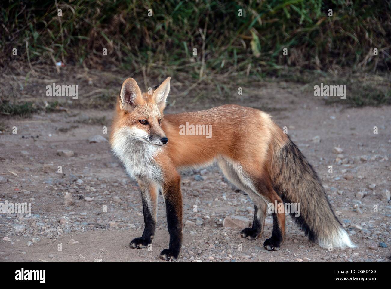 Fox wander west hi-res stock photography and images - Alamy
