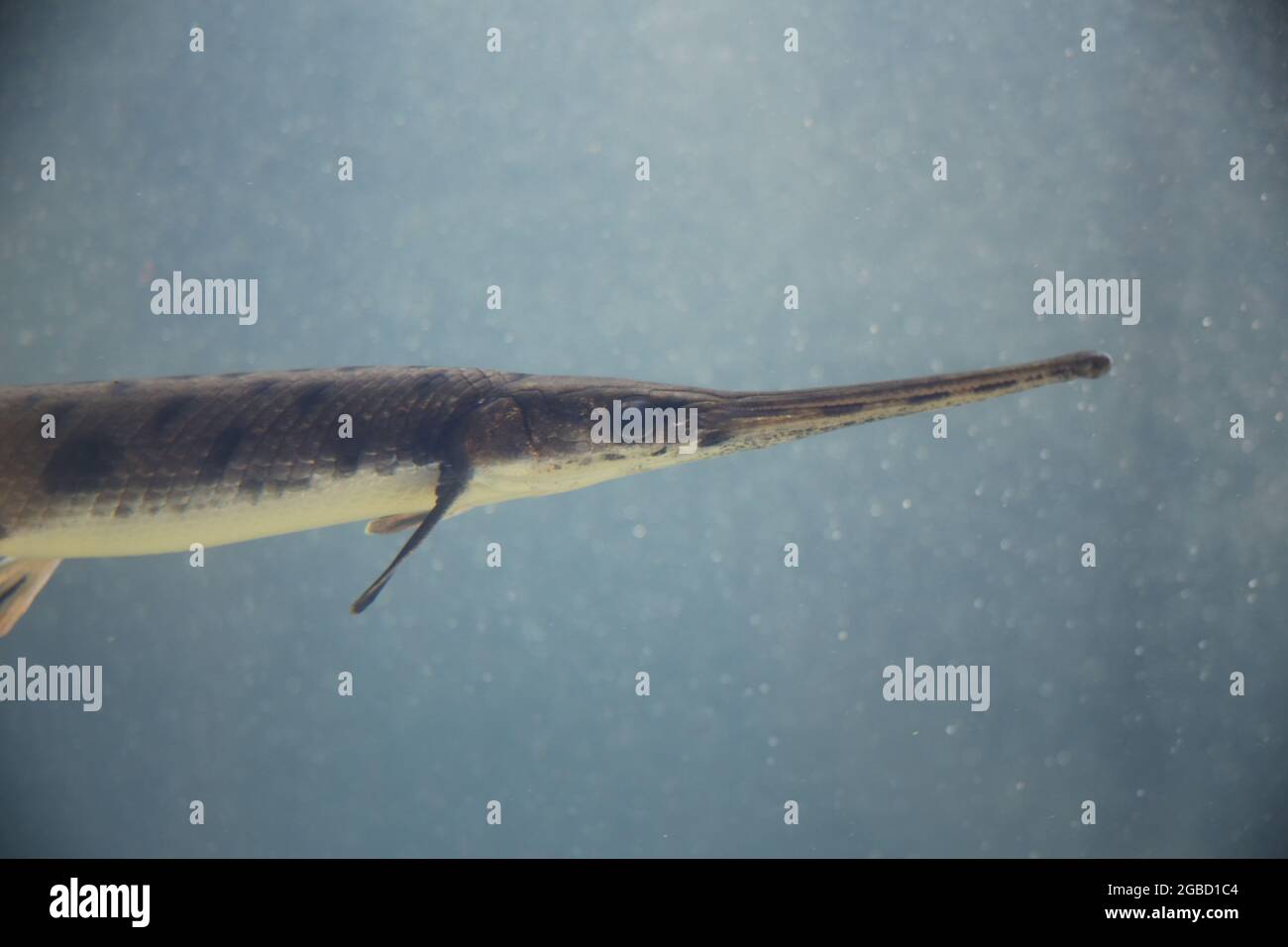 Closeup of a longnose gar swimming in an aquarium under the lights ...