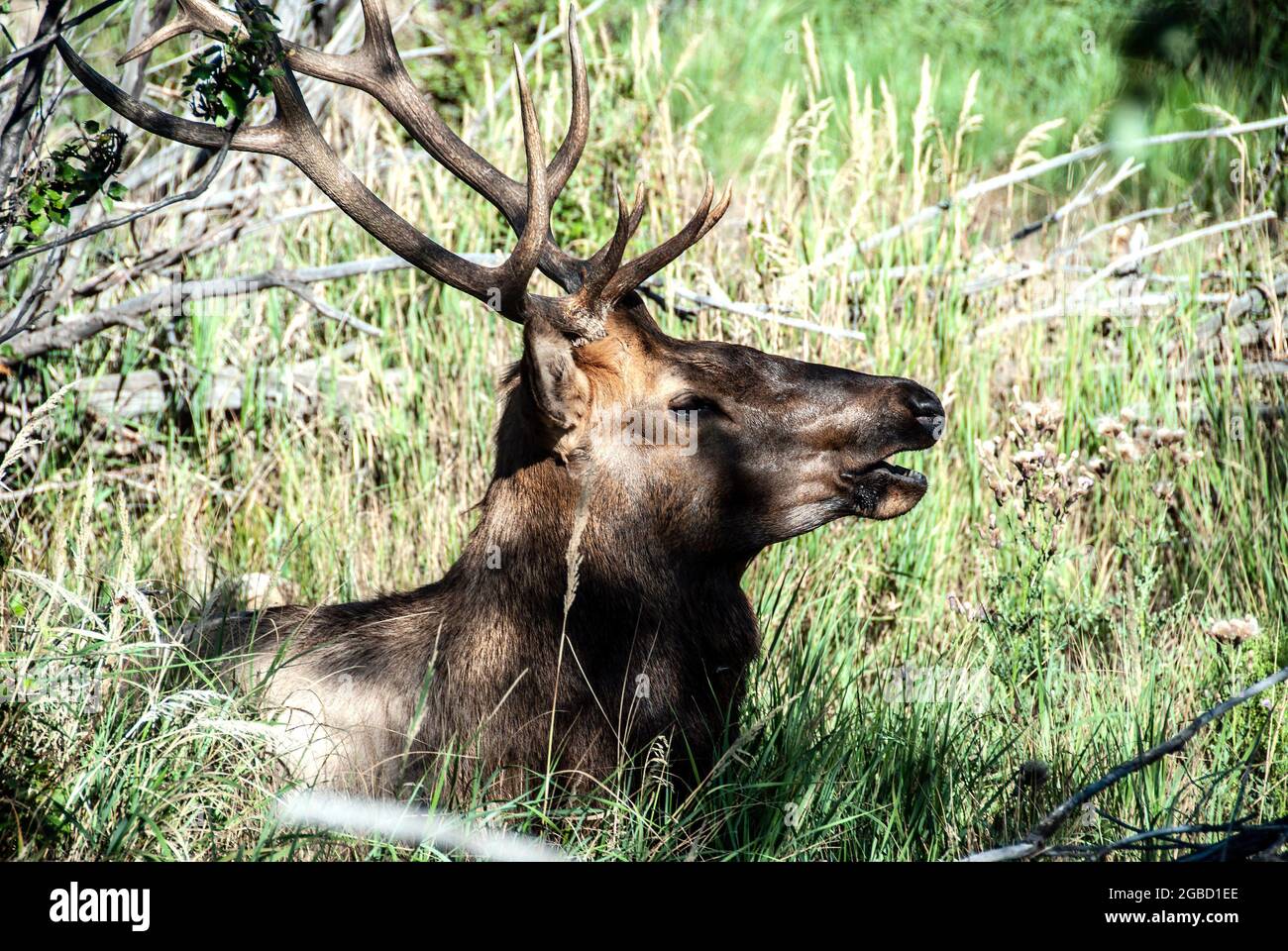Bull elk resting in trees near golf course, Estes Park, Colorado Stock ...