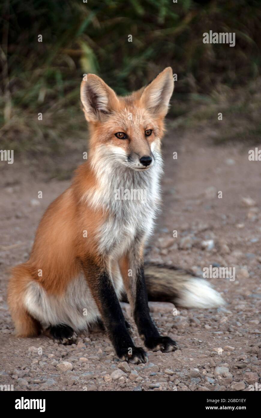 Red fox on mountain above Vail, Colorado Stock Photo - Alamy