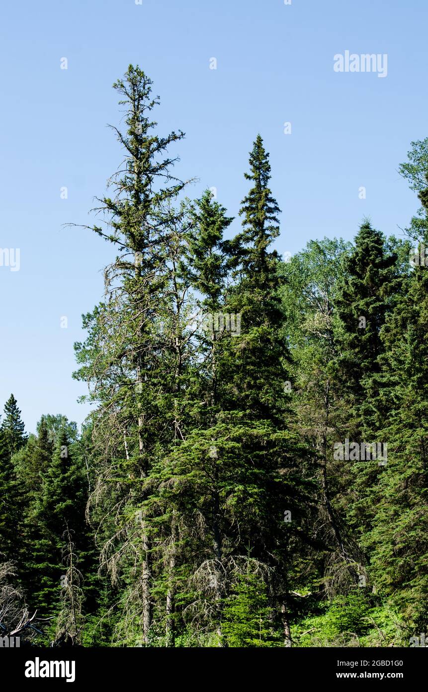 a tree in a forest at Duck Mountain Provincial Park, Manitoba, Canada ...