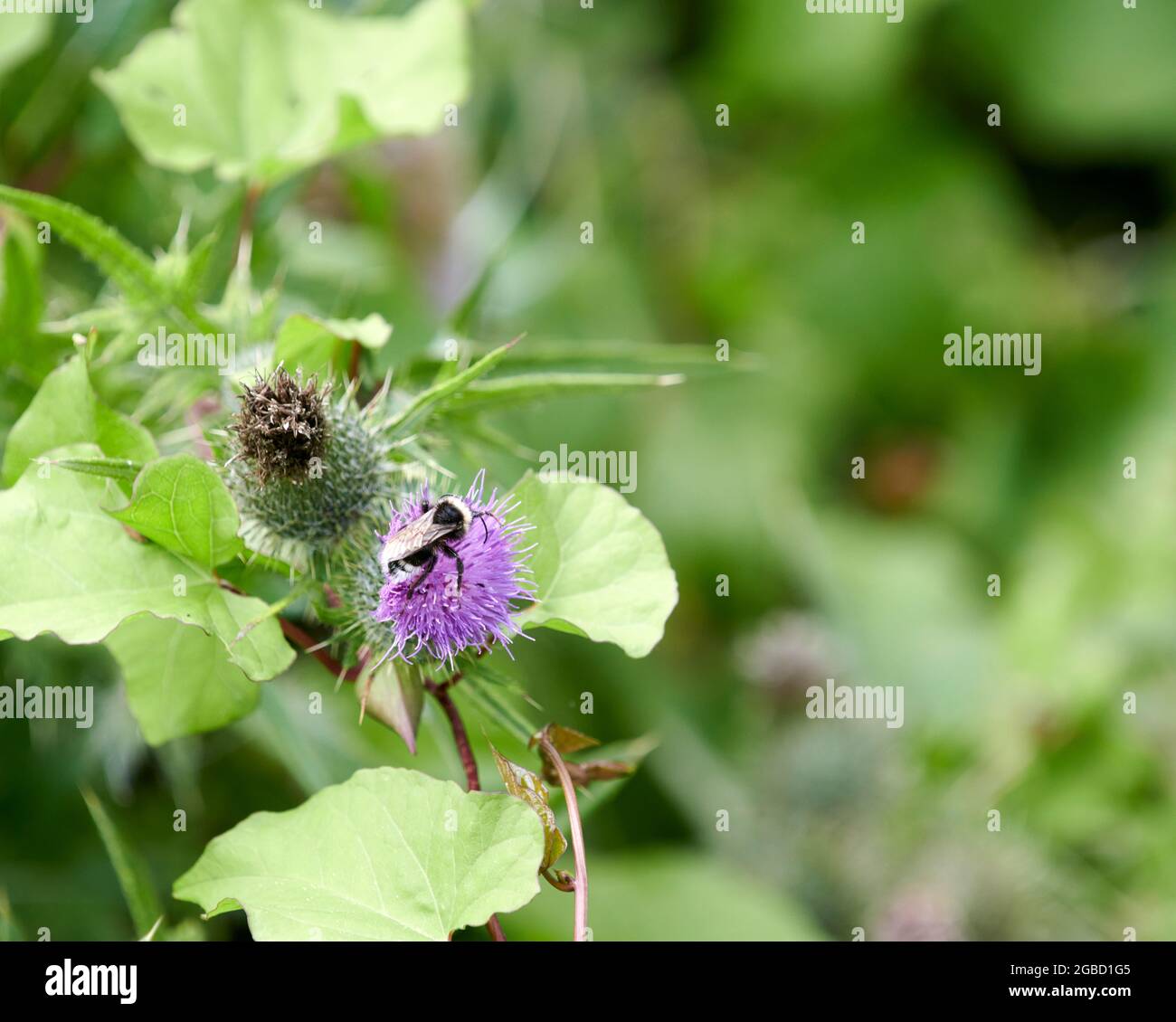 Bumblebee (Bombus Spp) feeding on a Scottish thistle flower (Onopordum ...