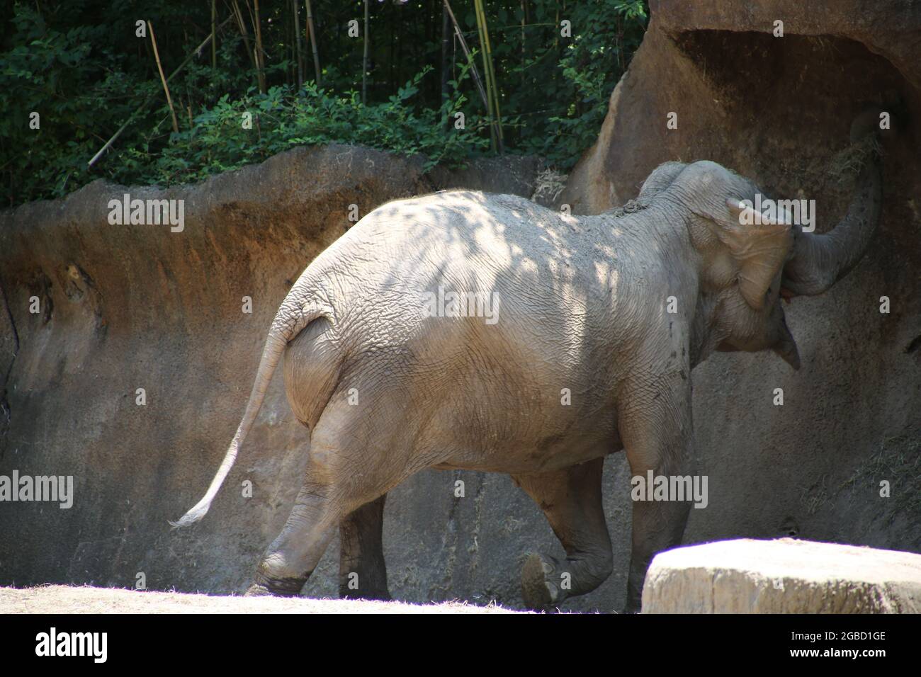 Elephant surrounded by rocks and greenery in a zoo under the sunlight ...