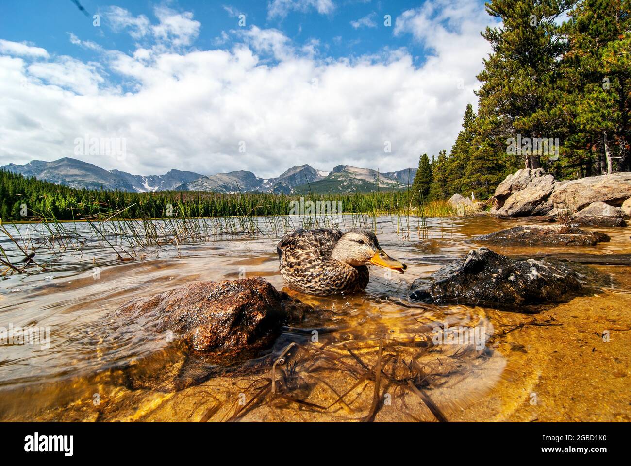 Mallard hen feeding in shallows of lake, Rocky Mountain National Park ...