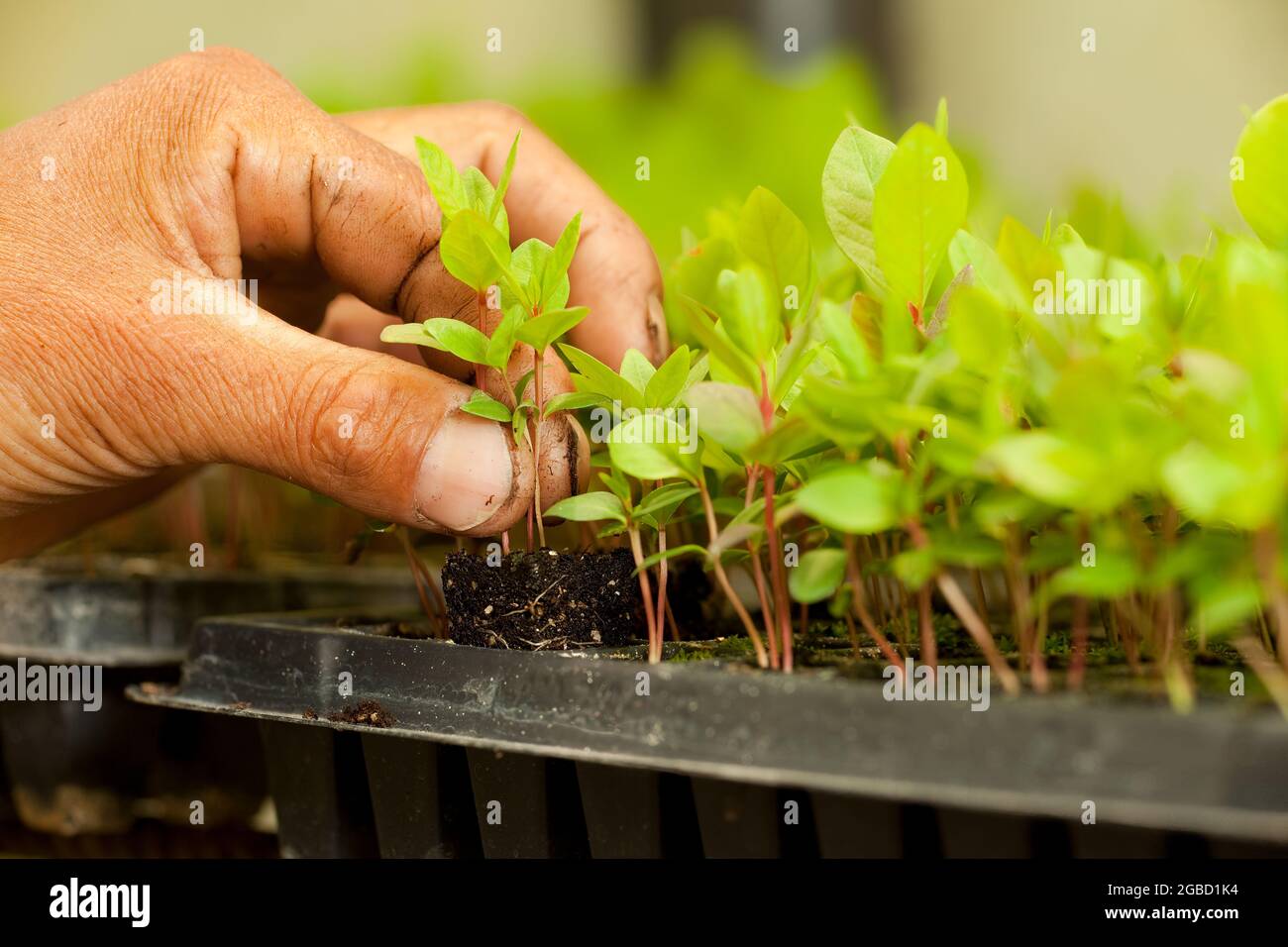 Farmers greenhouse hi-res stock photography and images - Alamy