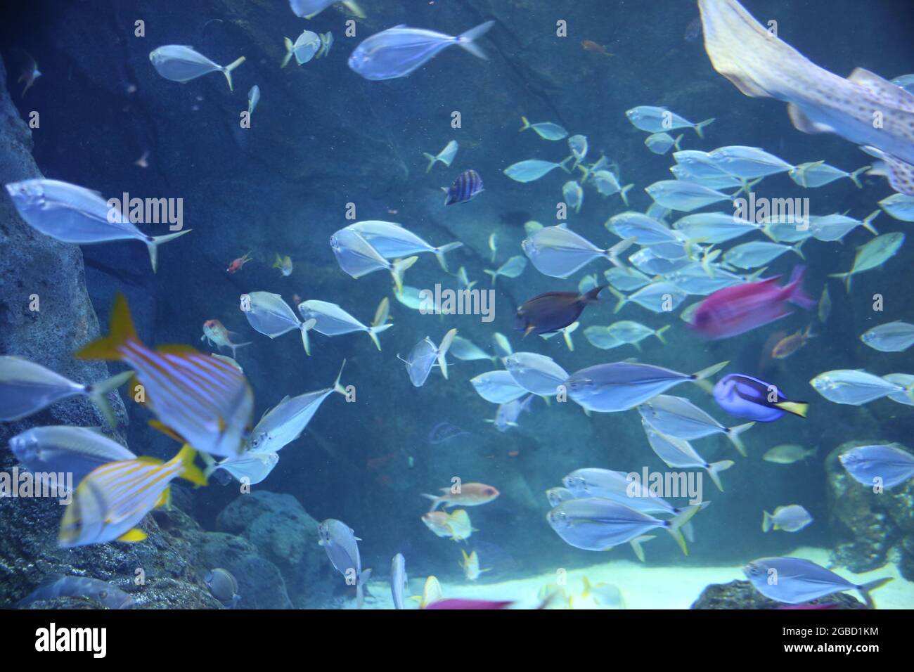 Closeup of different fish groups swimming in an aquarium under the ...
