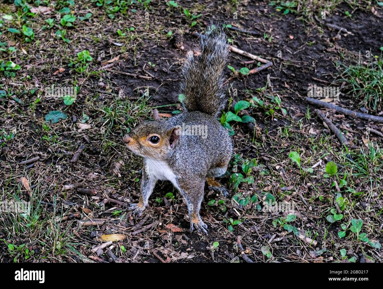 Squirrel on green hi-res stock photography and images - Alamy