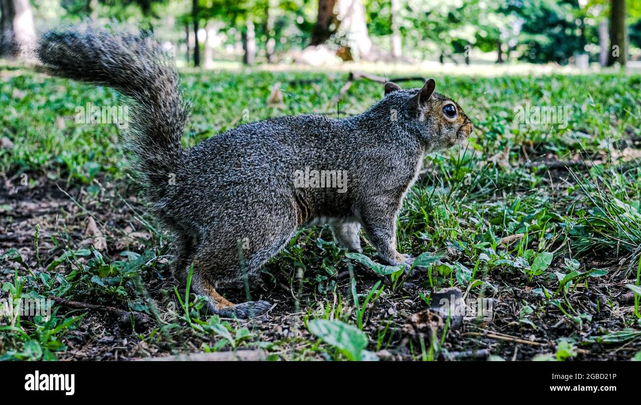 gray squirrel on green grass of nature park Stock Photo - Alamy