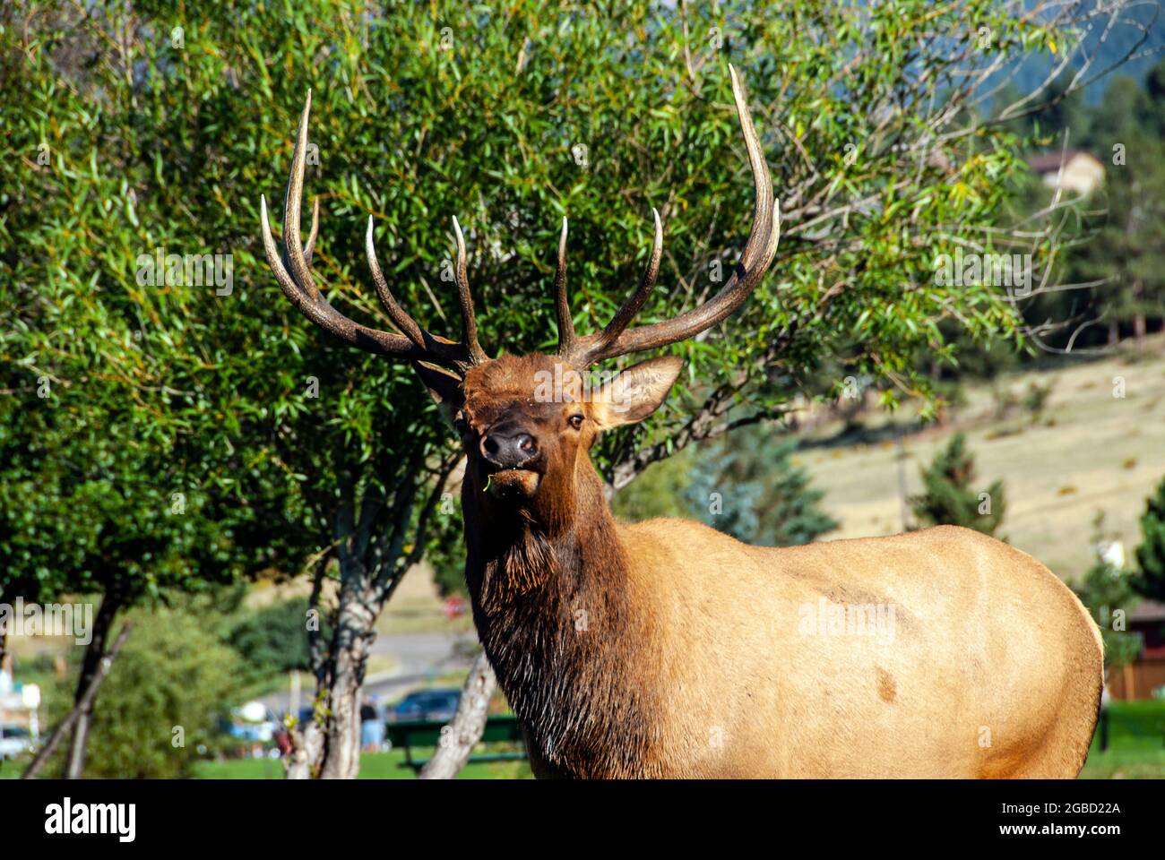 Bull elk, Rocky Mountain National Park, Colorado Stock Photo - Alamy